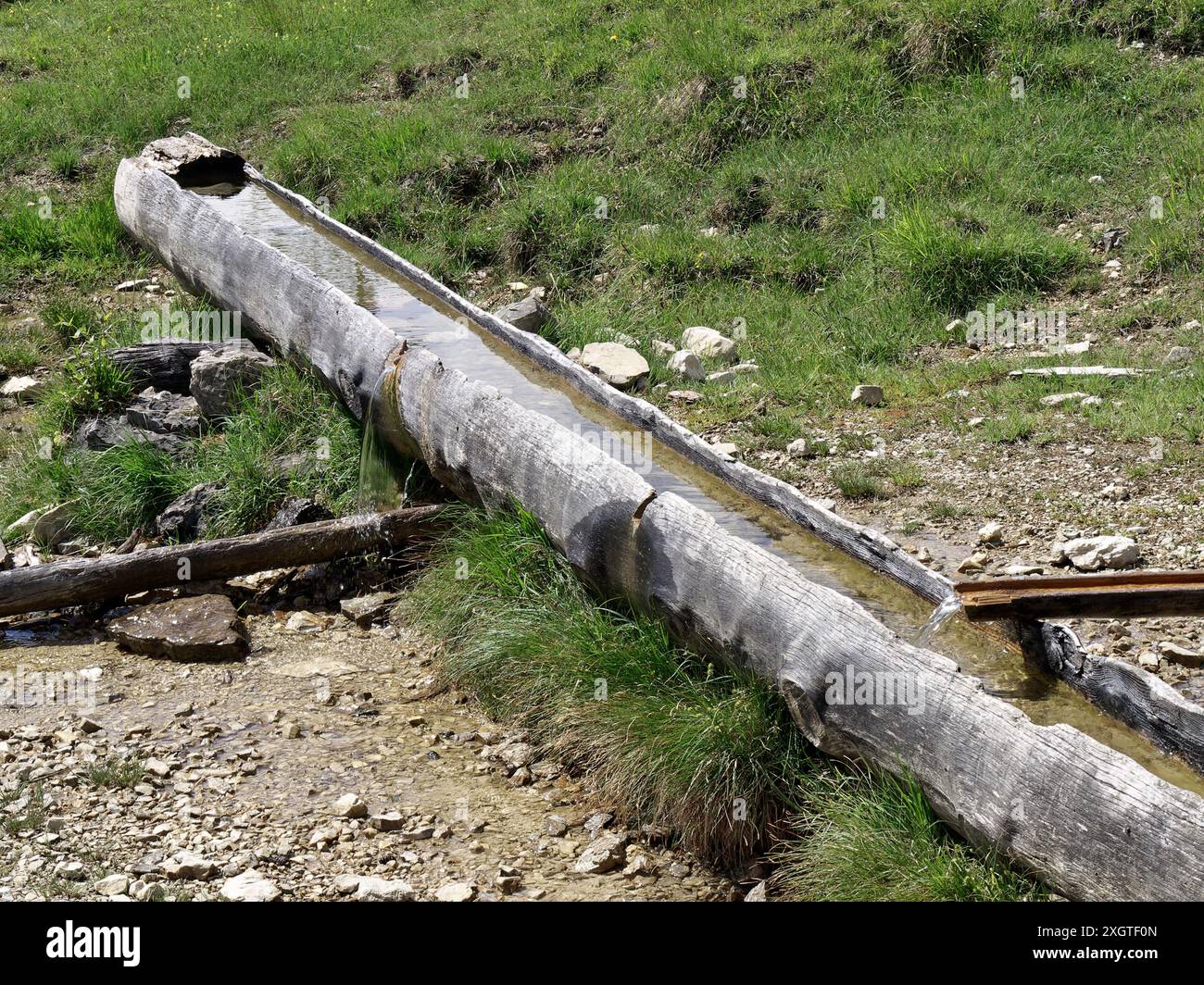 Drinking water in a wooden gully for mountain cows along a hiking trail ...