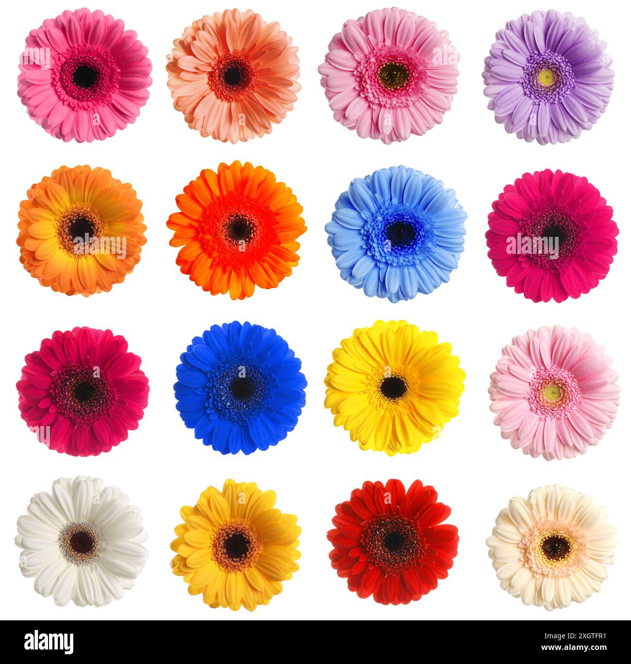 Many beautiful gerbera flowers isolated on white, set Stock Photo - Alamy