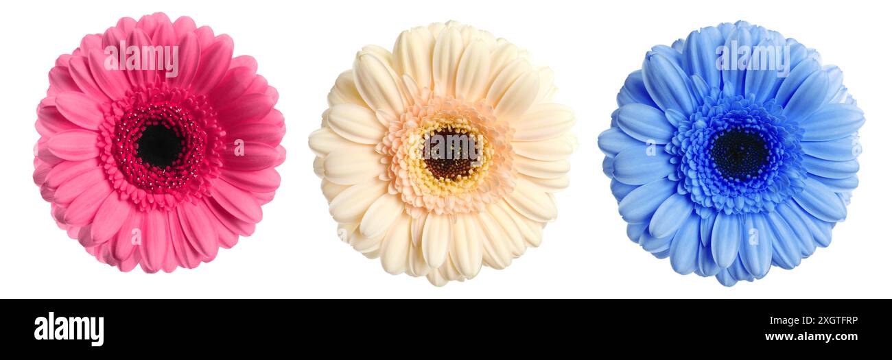 Three beautiful gerbera flowers isolated on white, set Stock Photo - Alamy