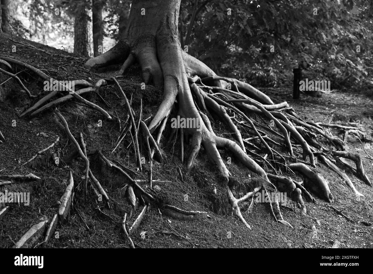 Beautiful tree with roots showing above ground in forest, black and ...