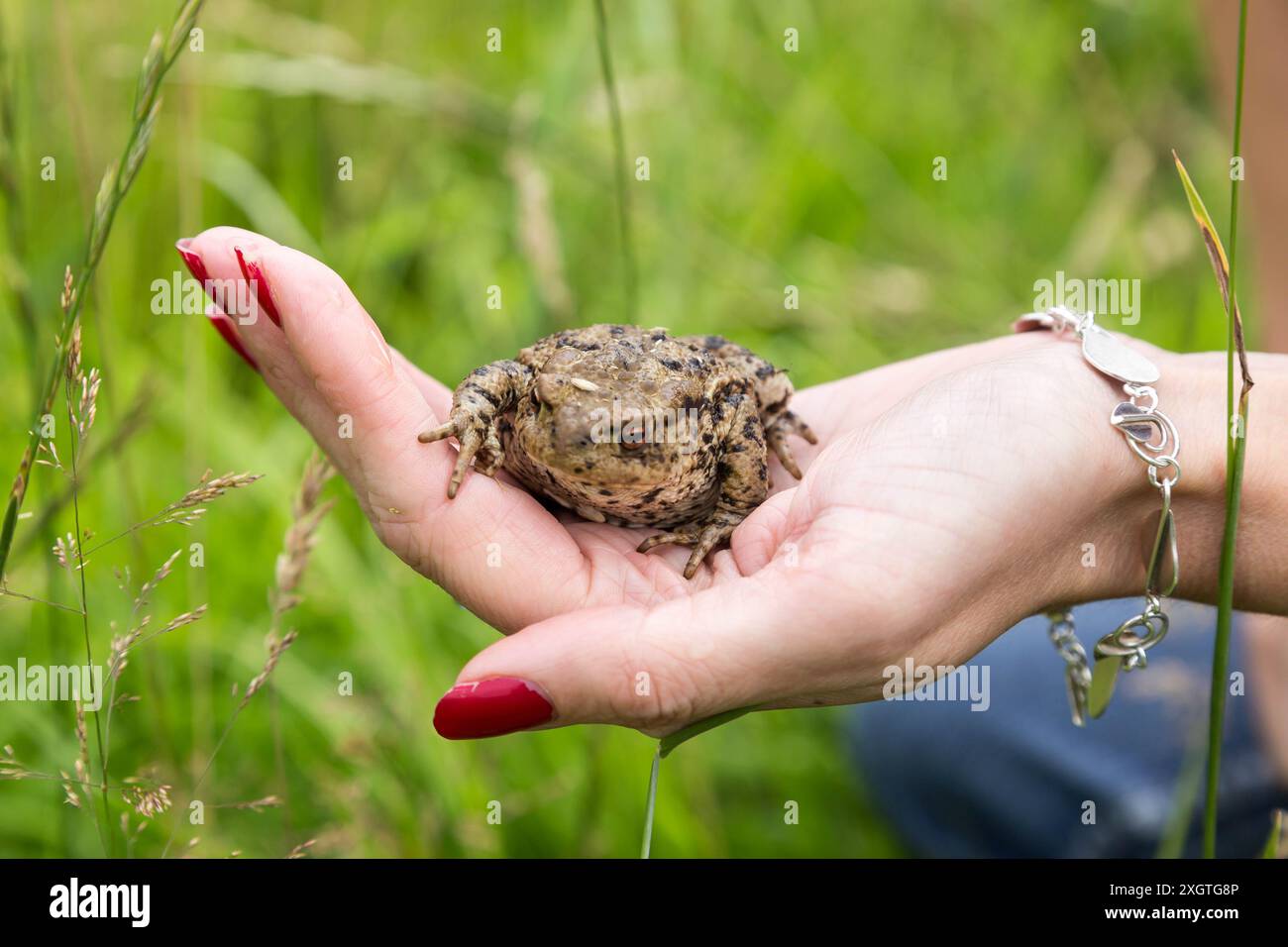 Toad in hand hi-res stock photography and images - Alamy