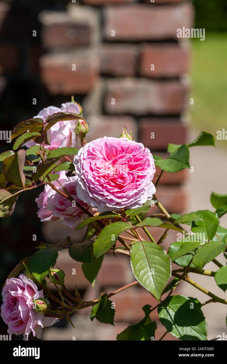 Vibrant pink Floribunda Rose blooming in a lush bush of vibrant green ...