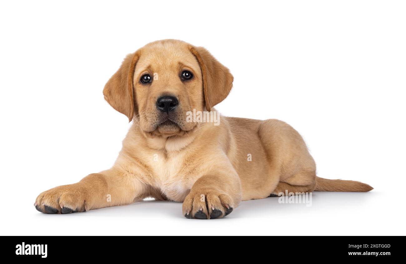 Adorable 7 weeks old Labrador dog puppy, laying down. Head up, looking ...