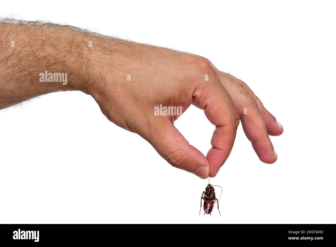 Male hand holding big dead cockroach isolated on white background Stock ...