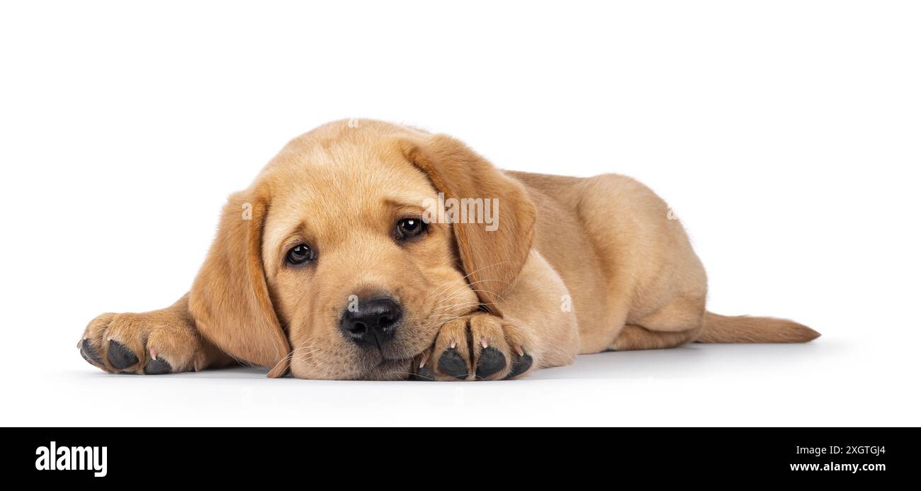 Adorable 7 weeks old Labrador dog puppy, laying down. Head down ...