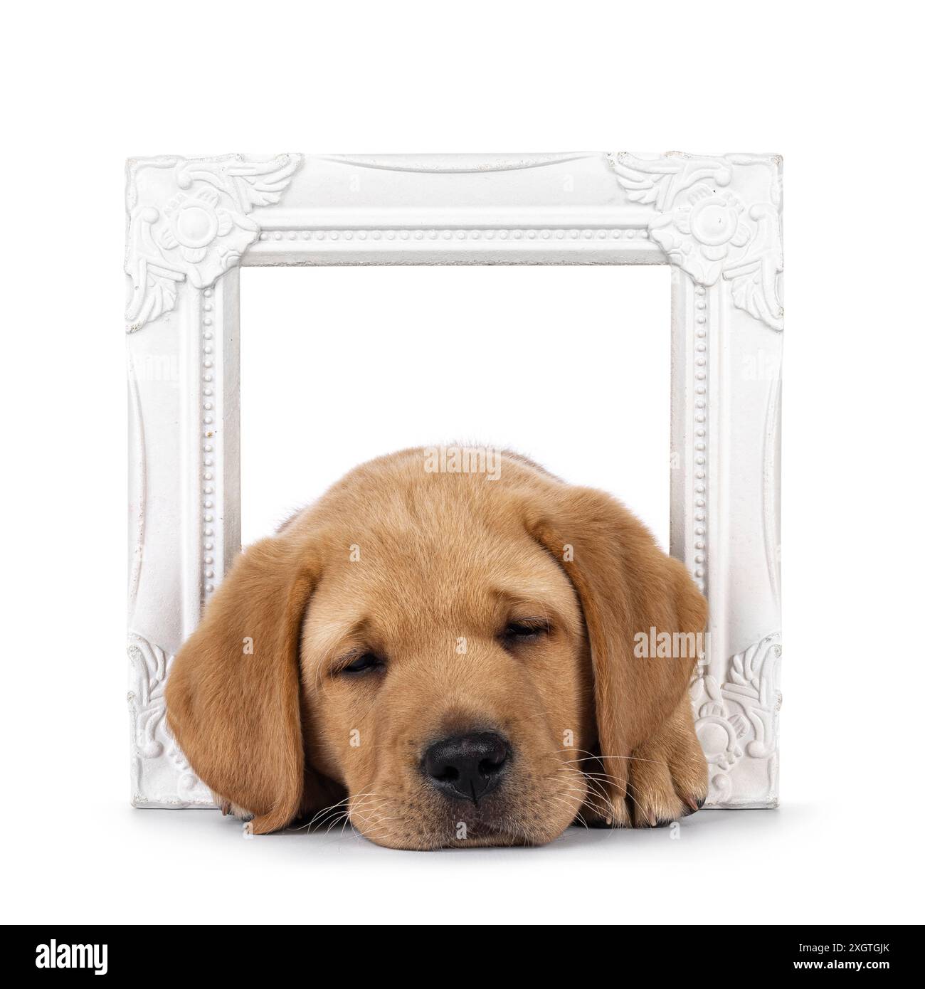 Adorable 7 weeks old Labrador dog puppy, laying down through white ...