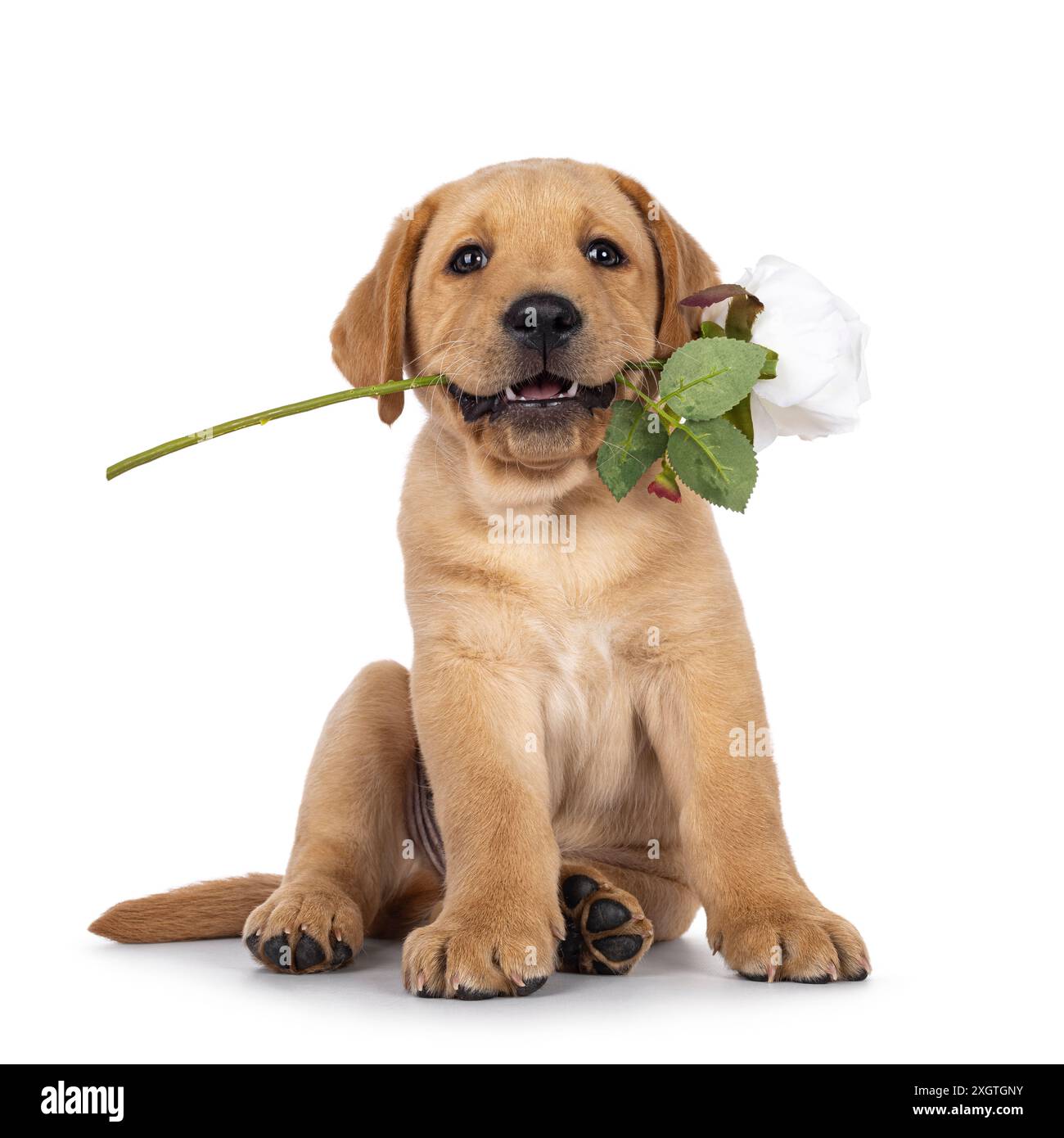 Adorable 7 weeks old Labrador dog puppy, sitting up facing front. Head ...