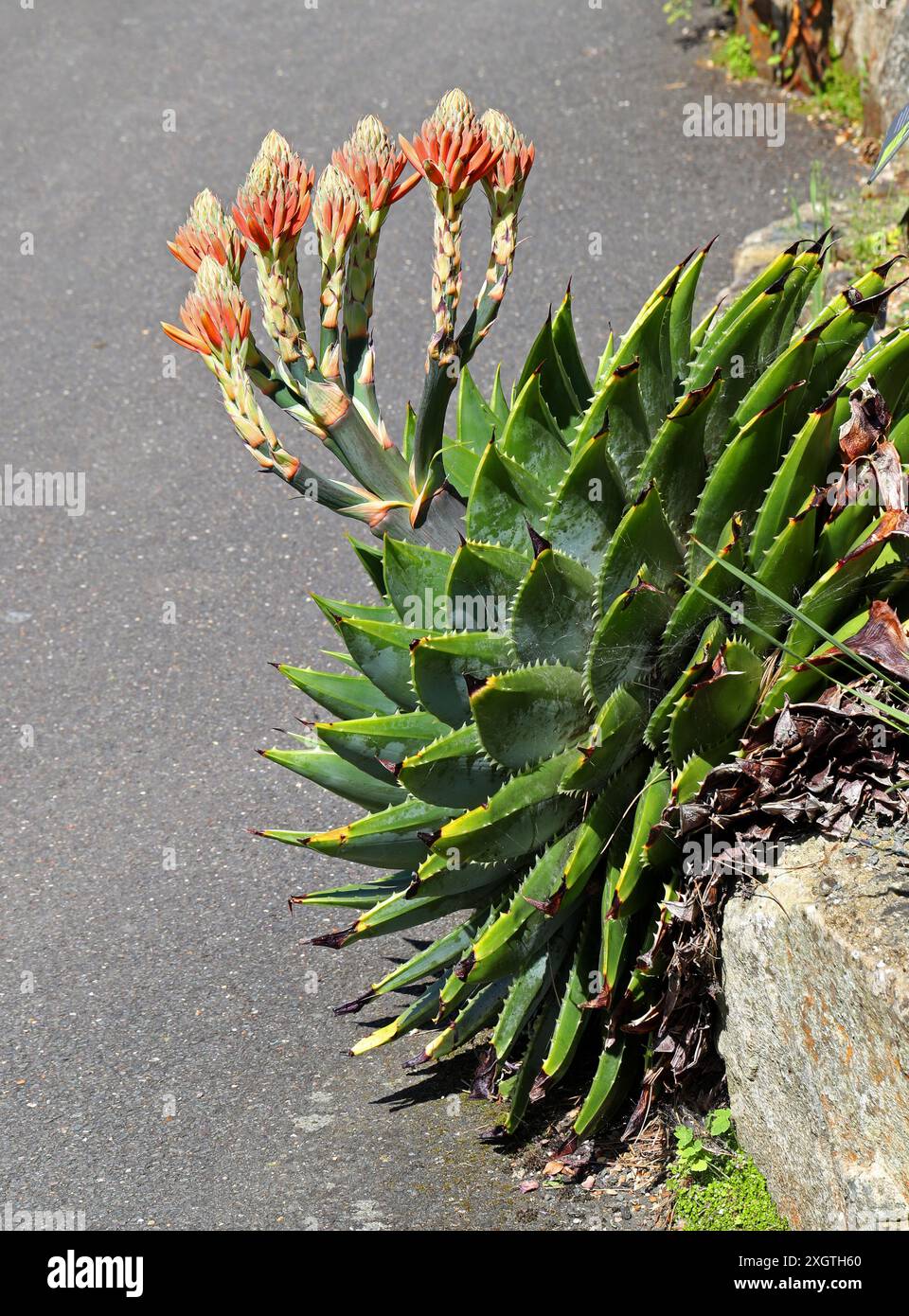 Spiral leaves plants hi-res stock photography and images - Alamy