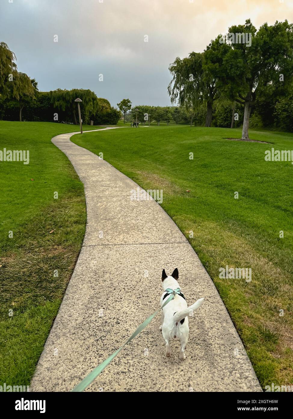 Small white dog walking on leash on a small path Stock Photo - Alamy