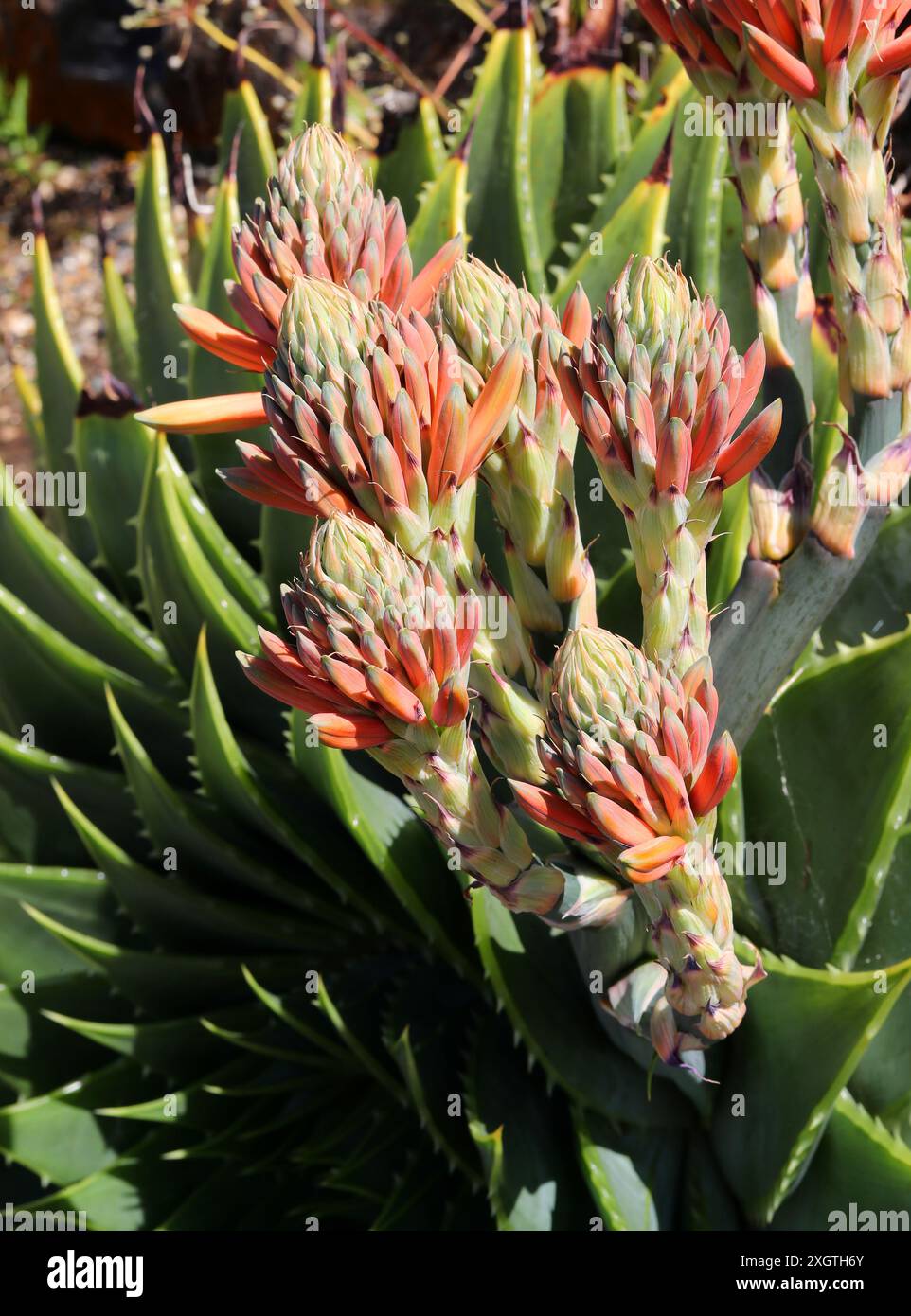 Spiral Aloe, Aloe polyphylla, Asphodelaceae. Lesotho, Africa Stock ... Spiral Aloe, Aloe polyphylla, Asphodelaceae. Lesotho, Africa Stock ...