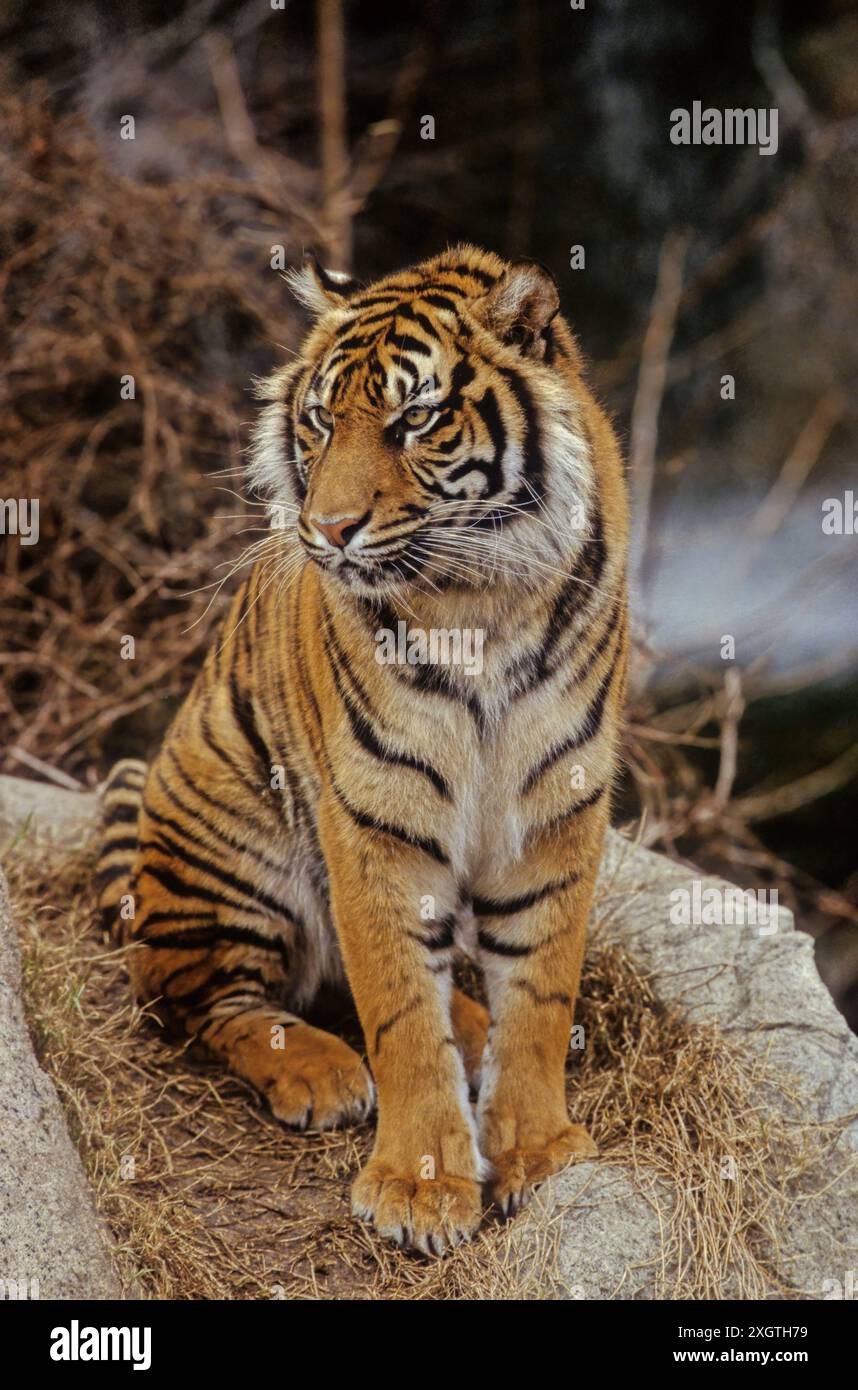 The Sumatran tiger is a population of Panthera tigris sondaica on the ...