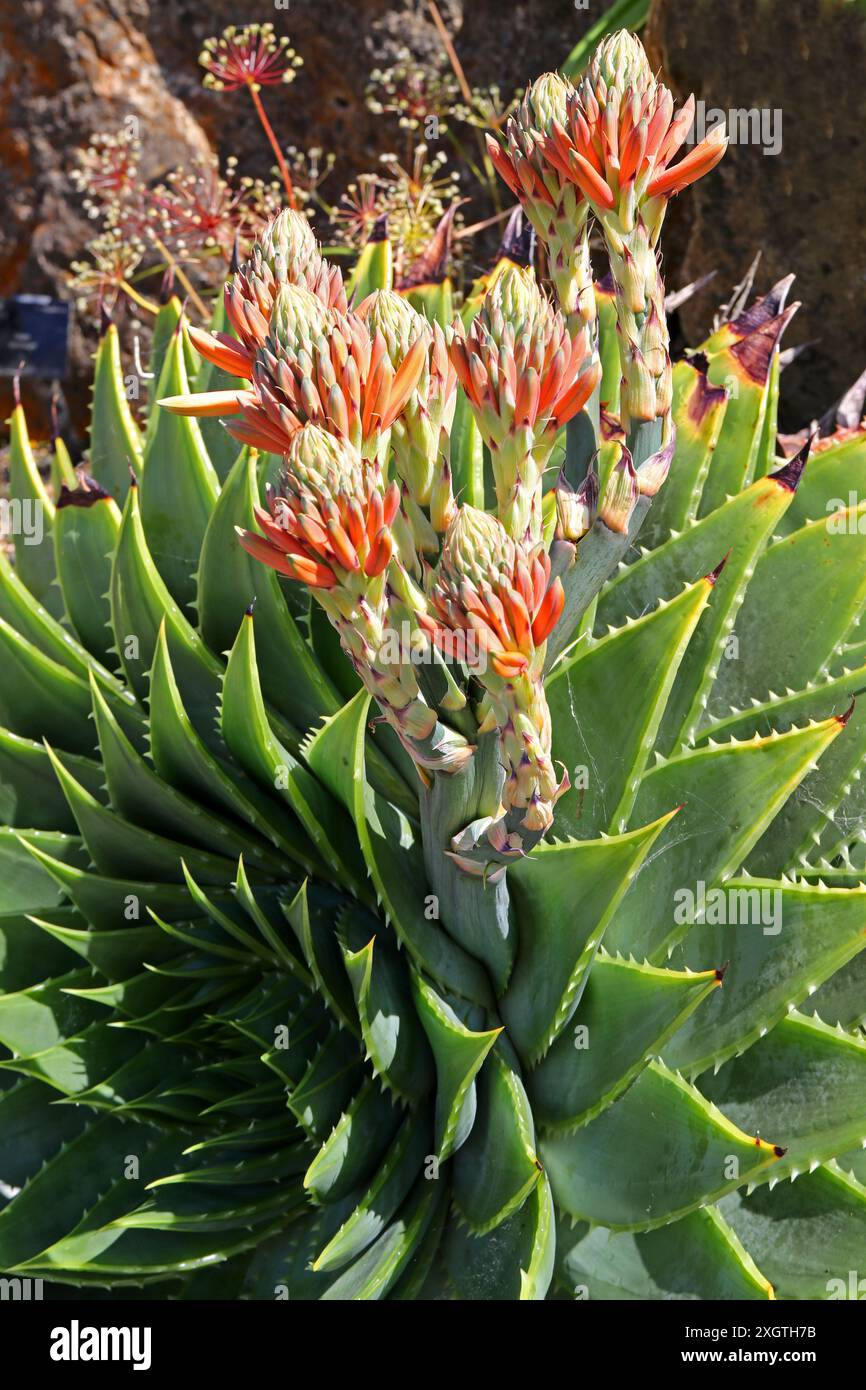 Spiral Aloe, Aloe polyphylla, Asphodelaceae. Lesotho, Africa Stock ...