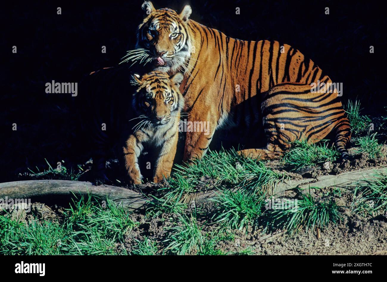 The Sumatran tiger is a population of Panthera tigris sondaica on the ...