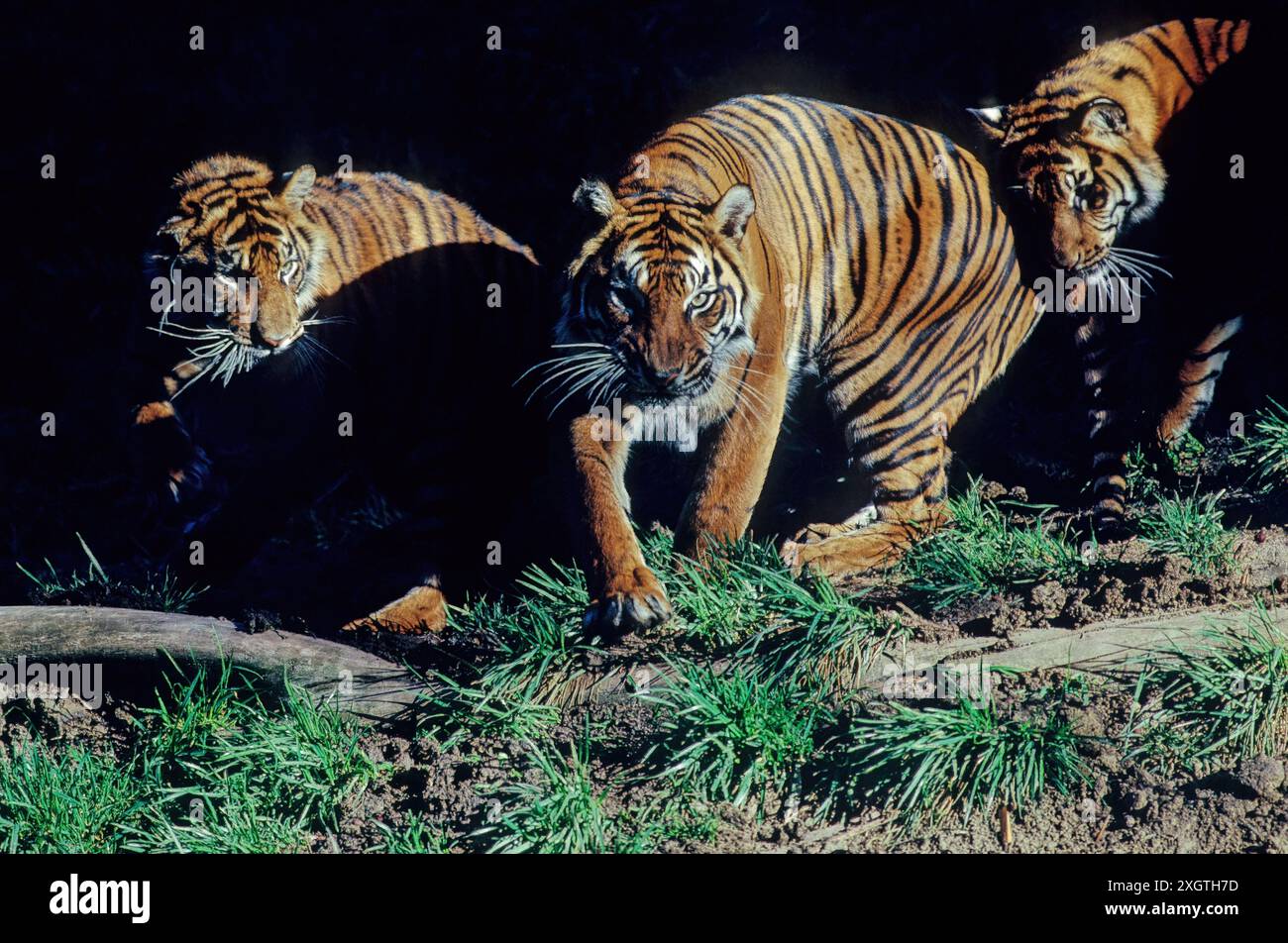 The Sumatran tiger is a population of Panthera tigris sondaica on the ...