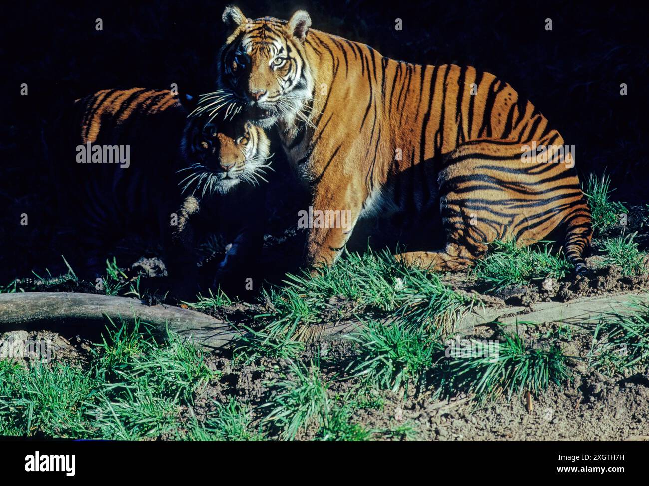 The Sumatran tiger is a population of Panthera tigris sondaica on the ...