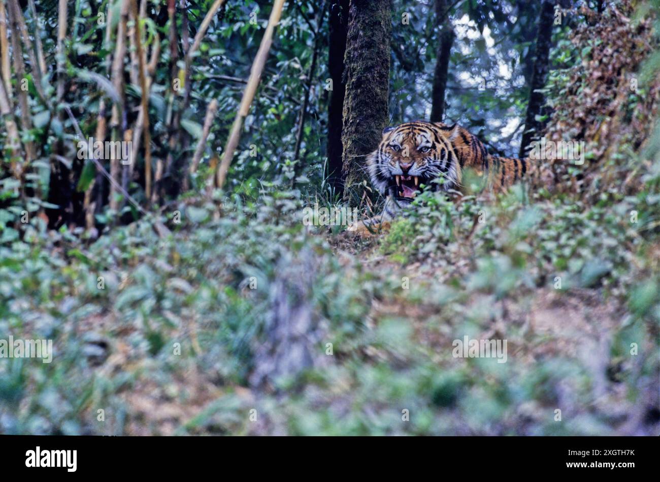 The Siberian tiger or Amur tiger is a population of the tiger ...