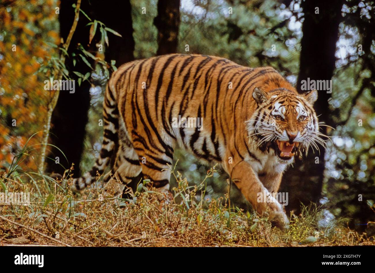 The Siberian tiger or Amur tiger is a population of the tiger subspecies Panthera tigris tigris ...