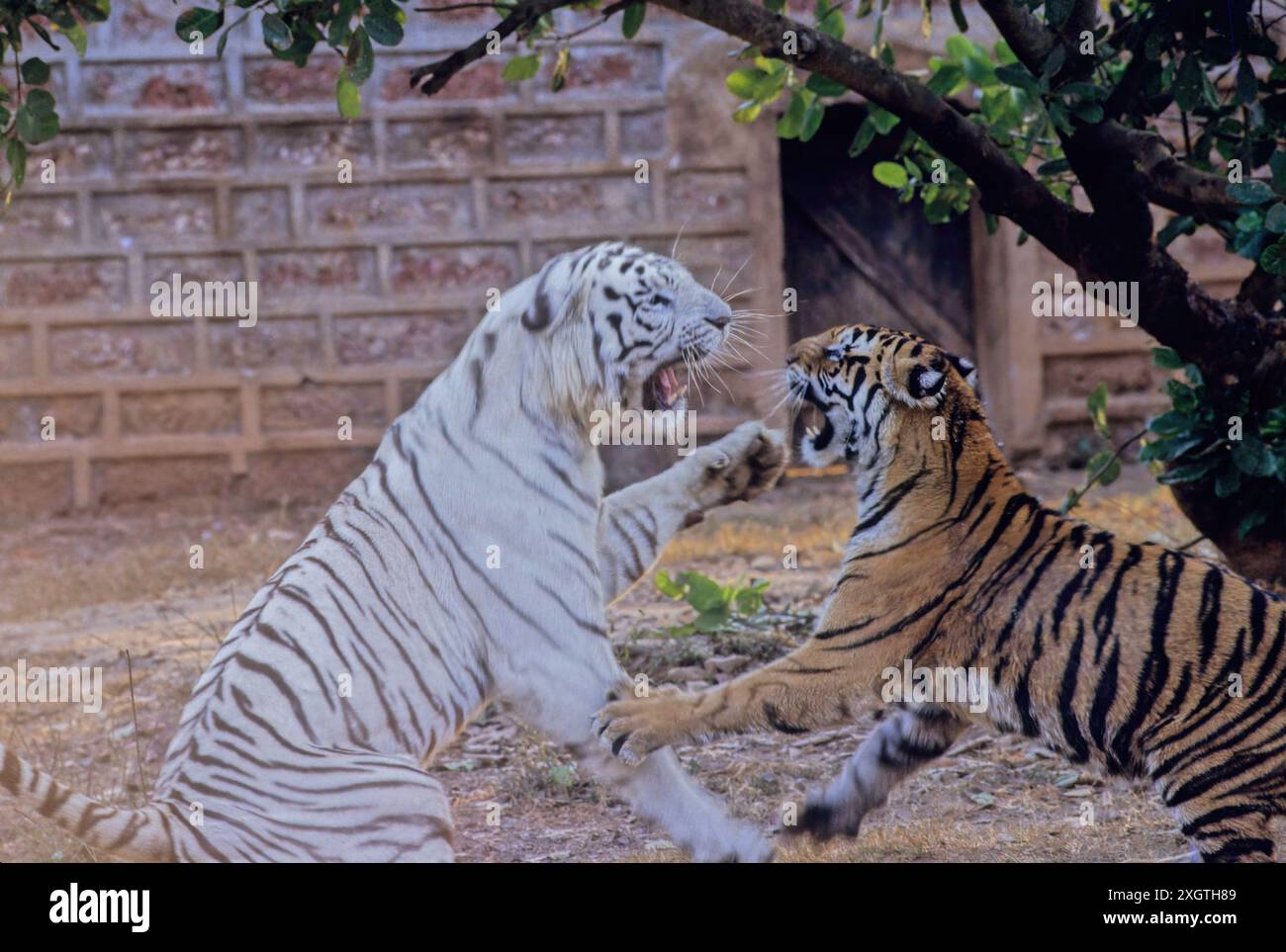 Copula white and yellow Bengal Tiger in Nandankanan Research Center ...