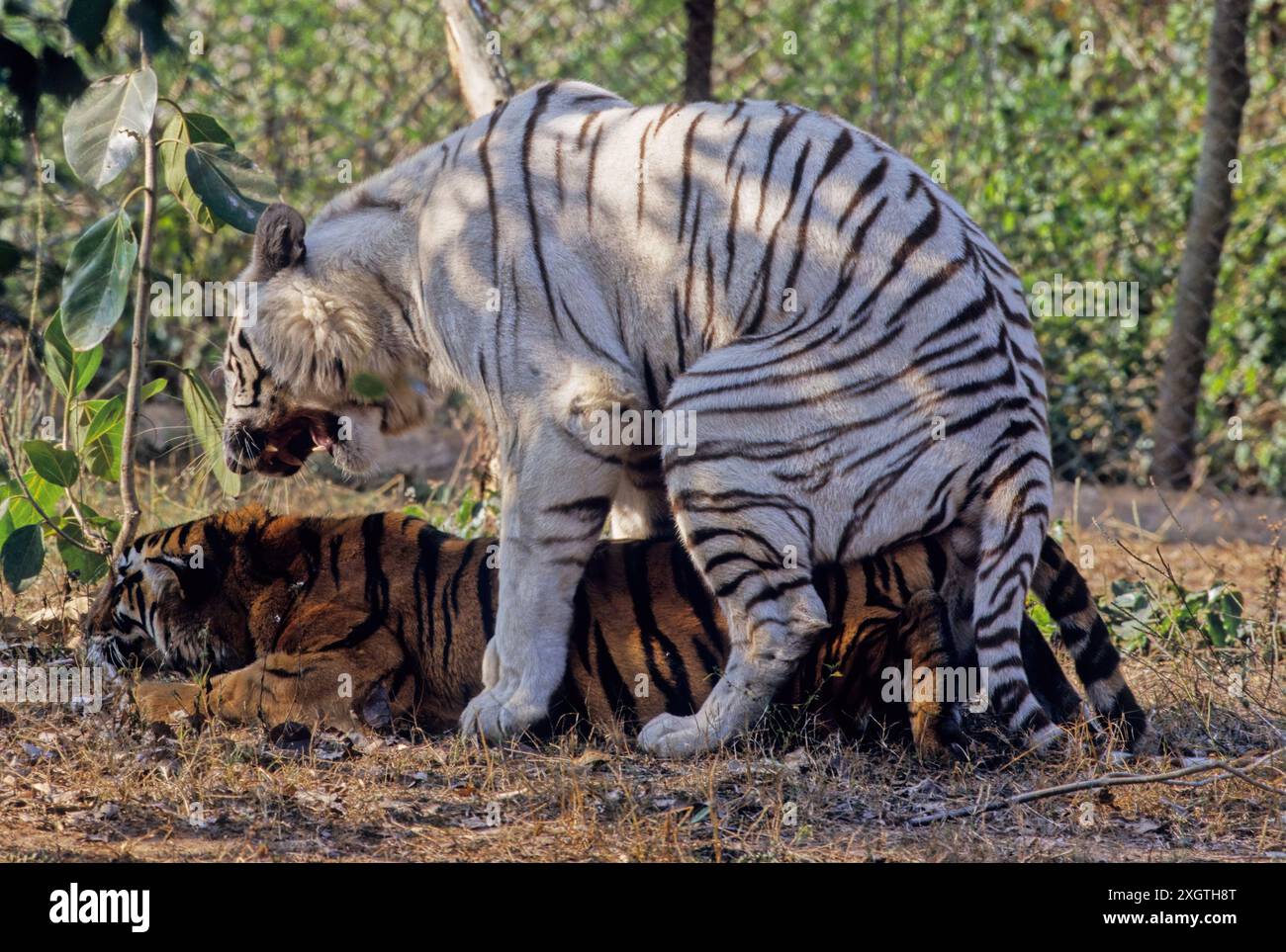 Copula white and yellow Bengal Tiger in Nandankanan Research Center ...
