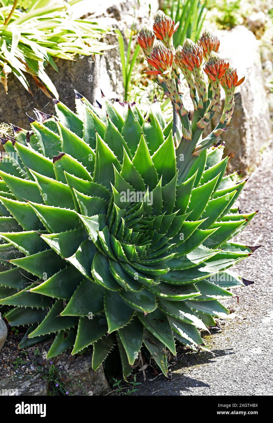 Spiral Aloe, Aloe polyphylla, Asphodelaceae. Lesotho, Africa Stock ... Spiral Aloe, Aloe polyphylla, Asphodelaceae. Lesotho, Africa Stock ...