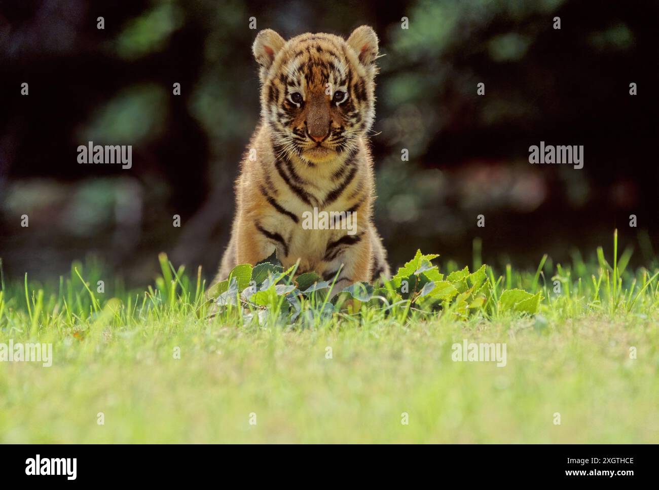 The tiger (Panthera tigris) is a member of the genus Panthera and the ...