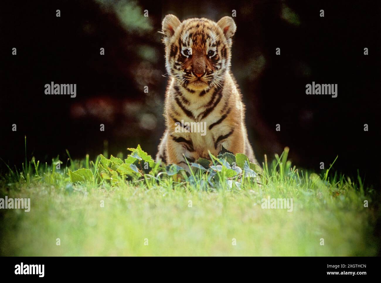 The tiger (Panthera tigris) is a member of the genus Panthera and the ...