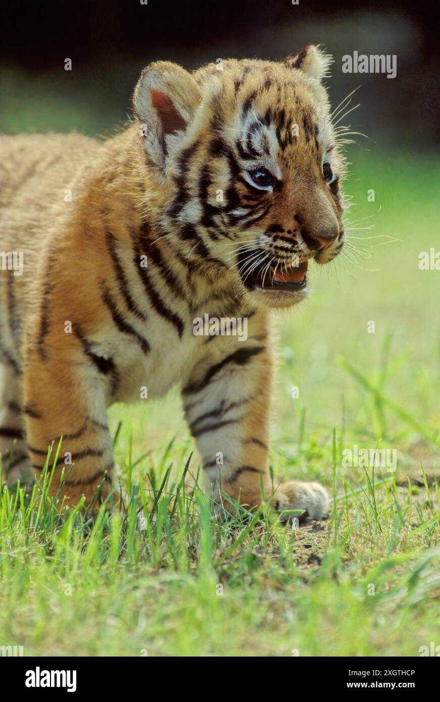 The tiger (Panthera tigris) is a member of the genus Panthera and the ...