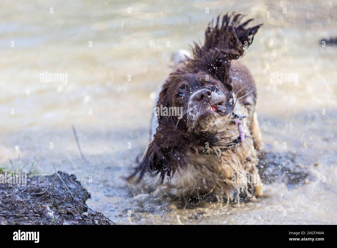 English Springer Spaniel Dog shaking and splashing in a Muddy Puddle ...