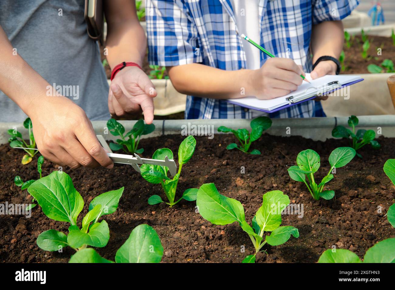 Farmers use vernier calipers to measure vegetables to track their ...