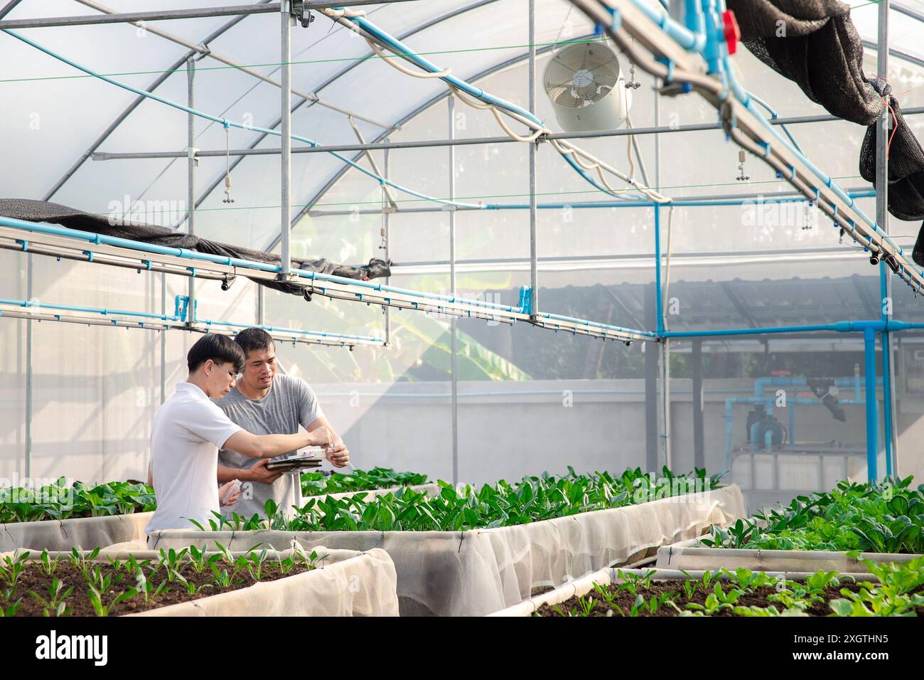Farmer monitoring organic vegetable in plant nursery greenhouse farm ...