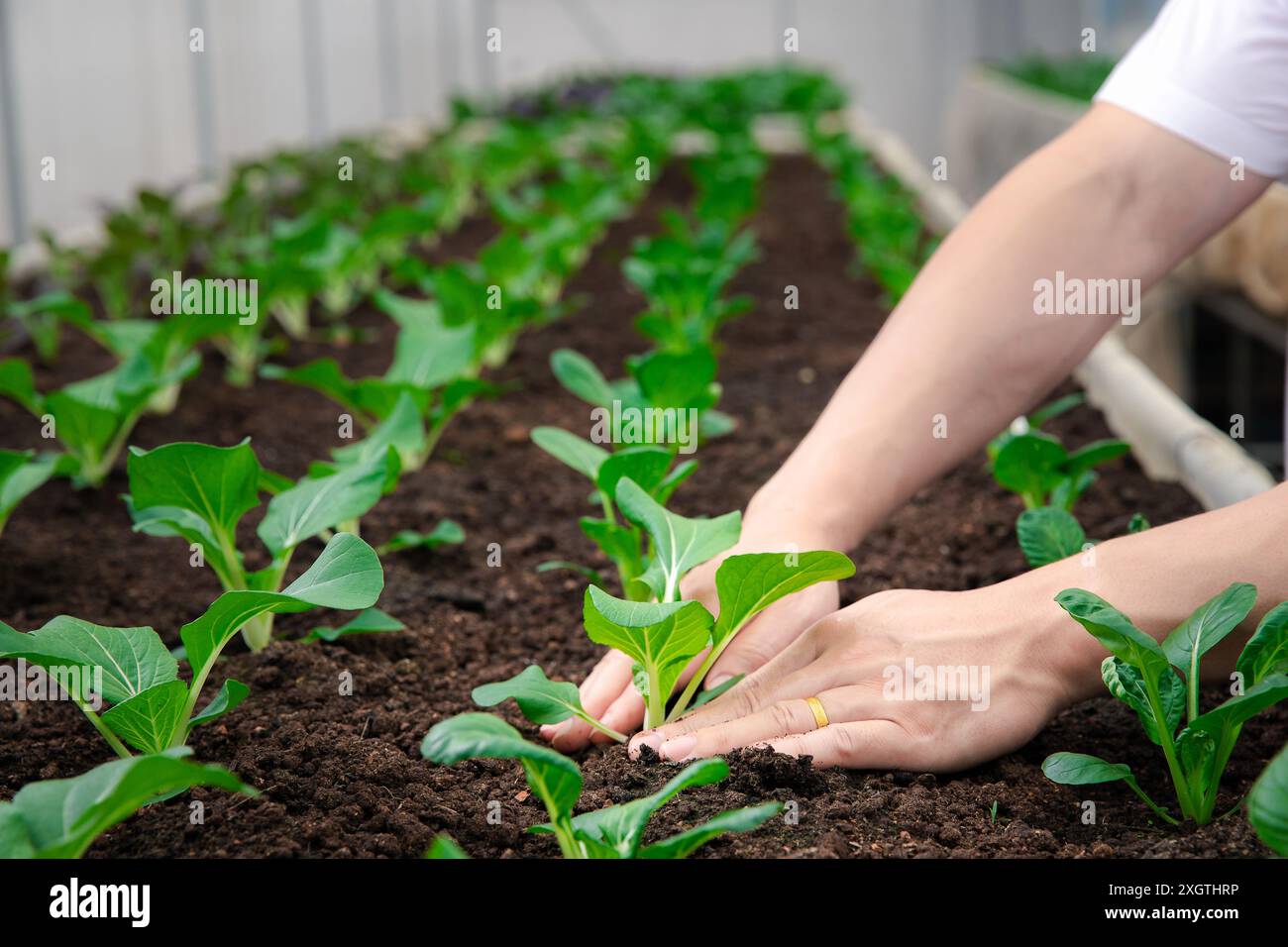 Spinach seedling in farm hi-res stock photography and images - Alamy