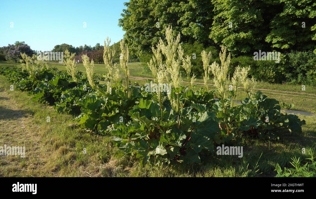 A vibrant plant bed in a horticultural garden bursts with blooming ...