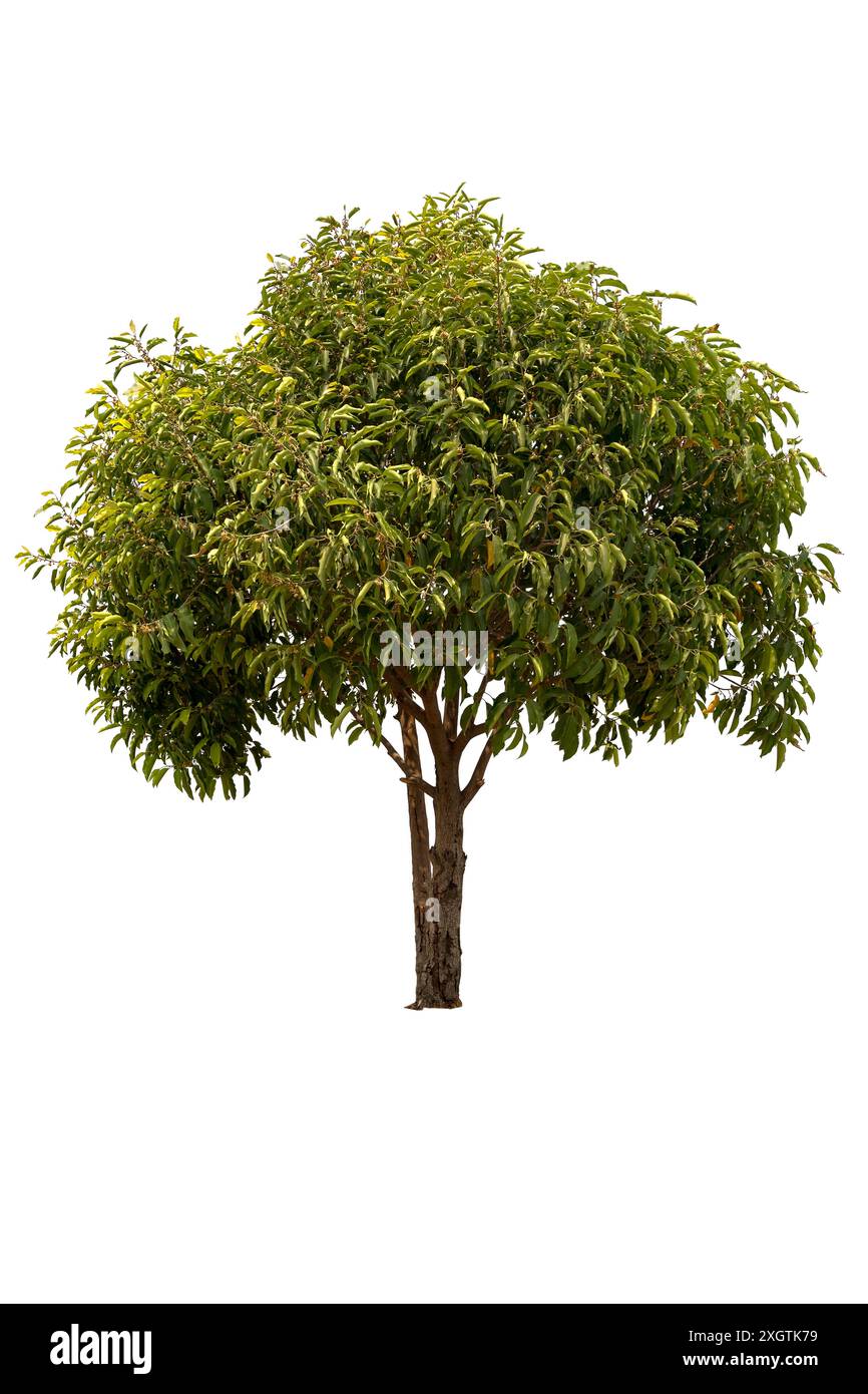 A big tree isolated on white background Stock Photo - Alamy