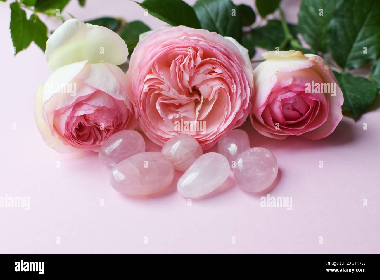 Shrub rose flowers Pierre de Ronsard (Eden Rose 85) with natural rose ...