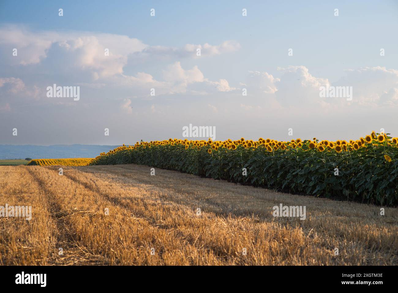 Sunflower field on sunset. Beautiful nature landscape panorama Stock ...