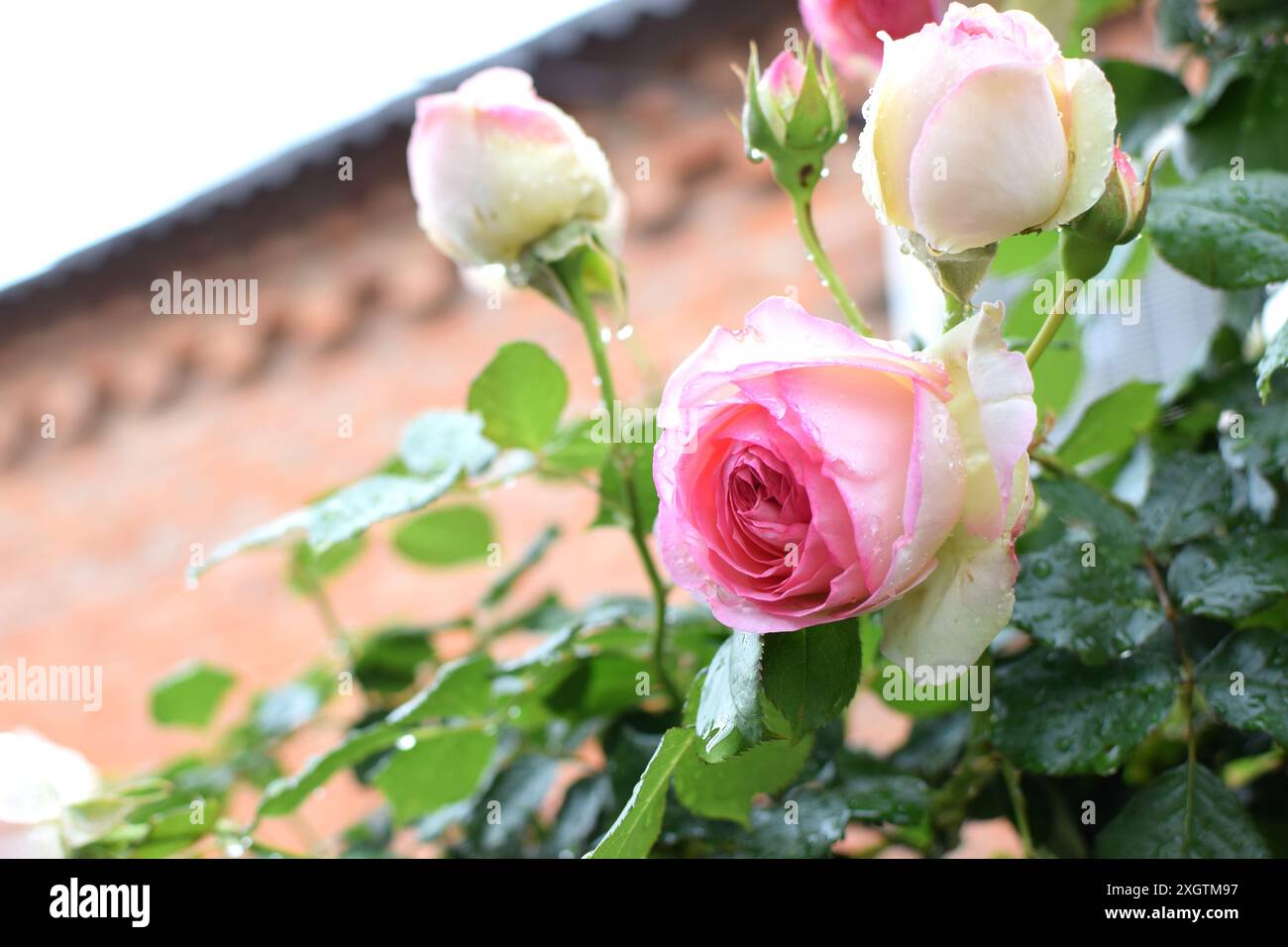 Shrub rose buds Pierre de Ronsard in the home garden. Pink and white ...