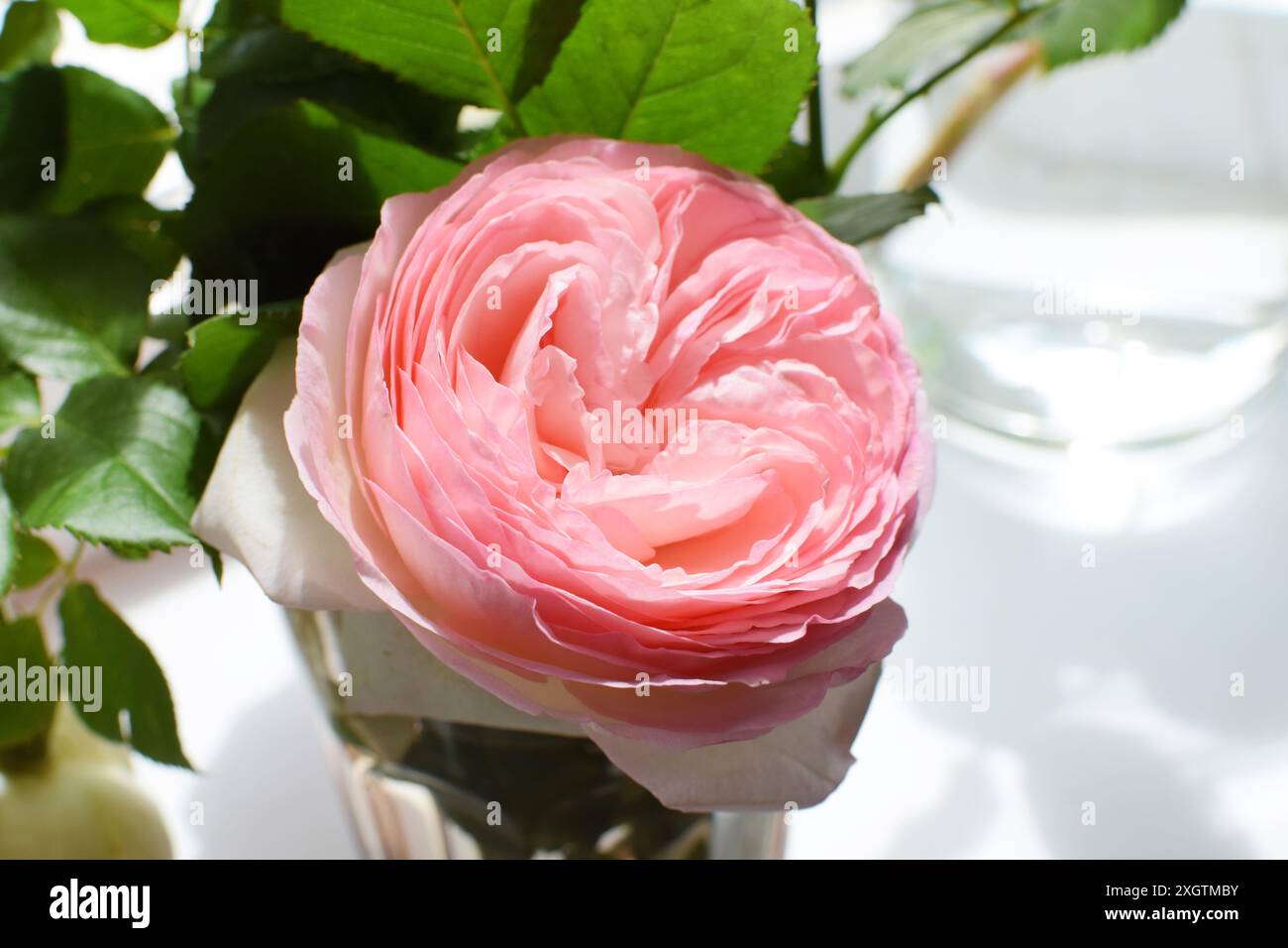 Bush rose flower Pierre de Ronsard. Pink and white roses Eden Rose 85 ...