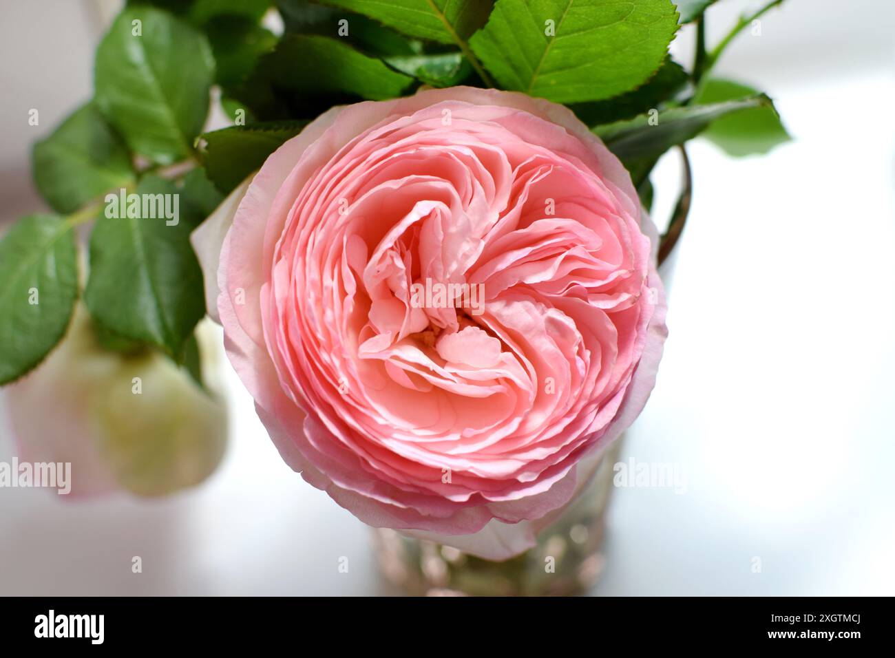 Bush rose flower Pierre de Ronsard. Pink and white roses Eden Rose 85 ...