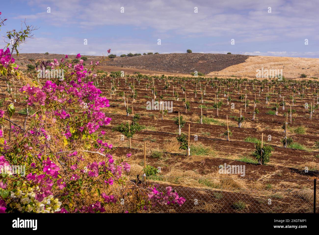 The beautiful colorful flowers in front of agricultural plantation of ...