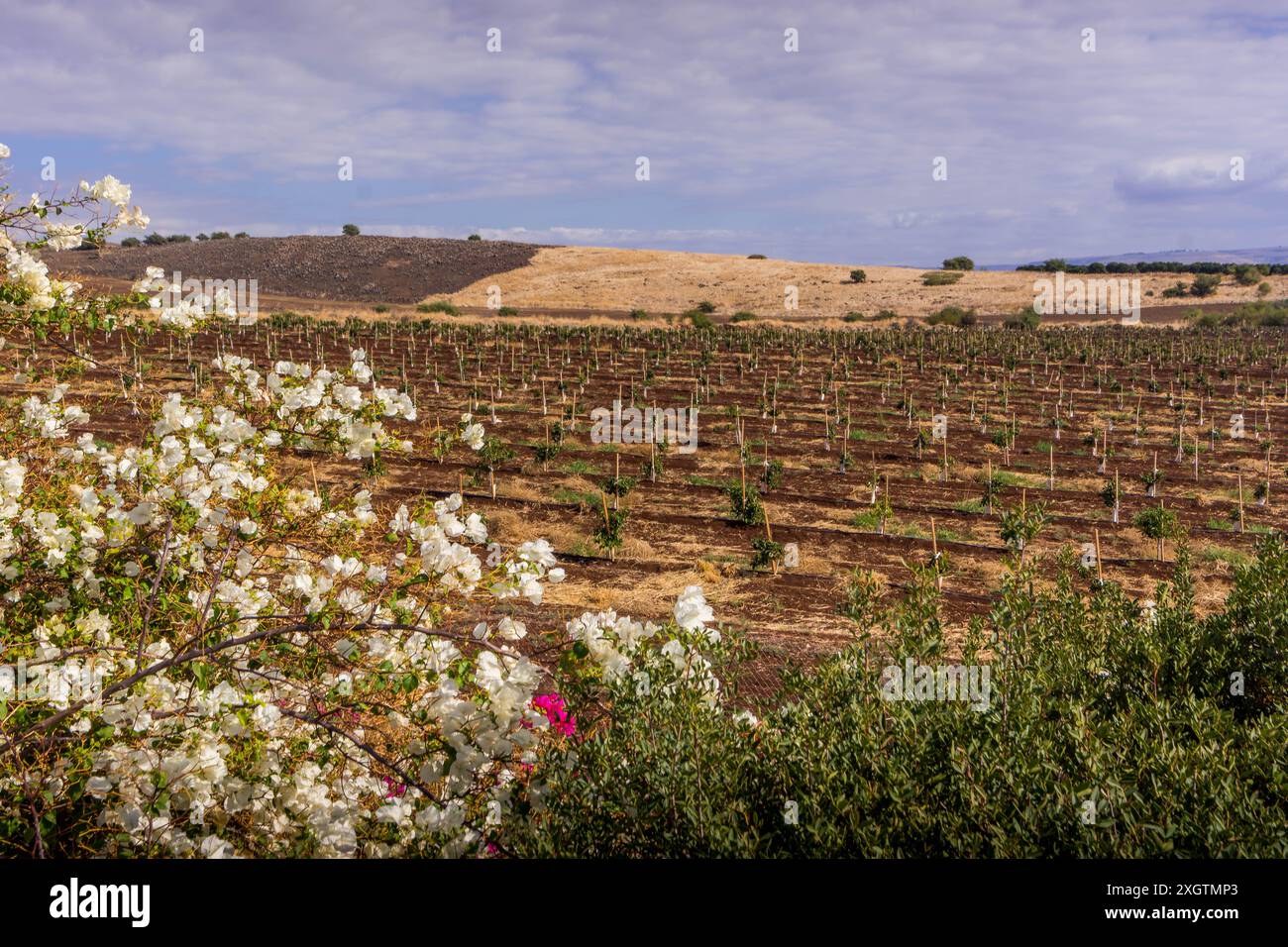 The beautiful colorful flowers in front of agricultural plantation of ...