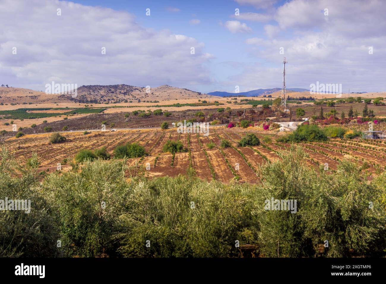 The scenic agricultural farms with growing crops on the Israeli land on ...