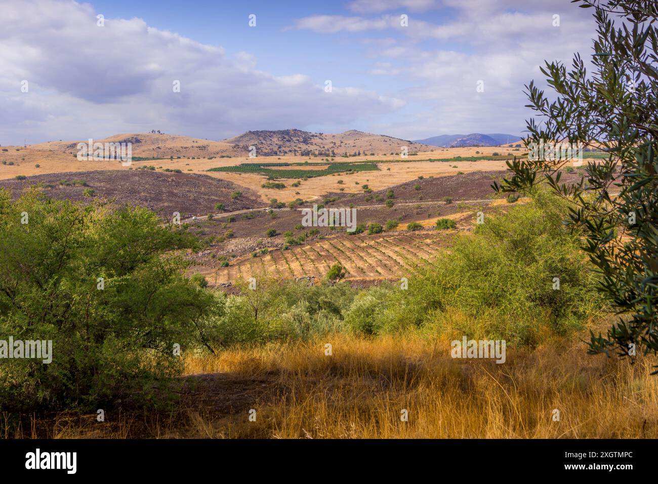 The scenic agricultural farms with growing crops on the Israeli land on ...