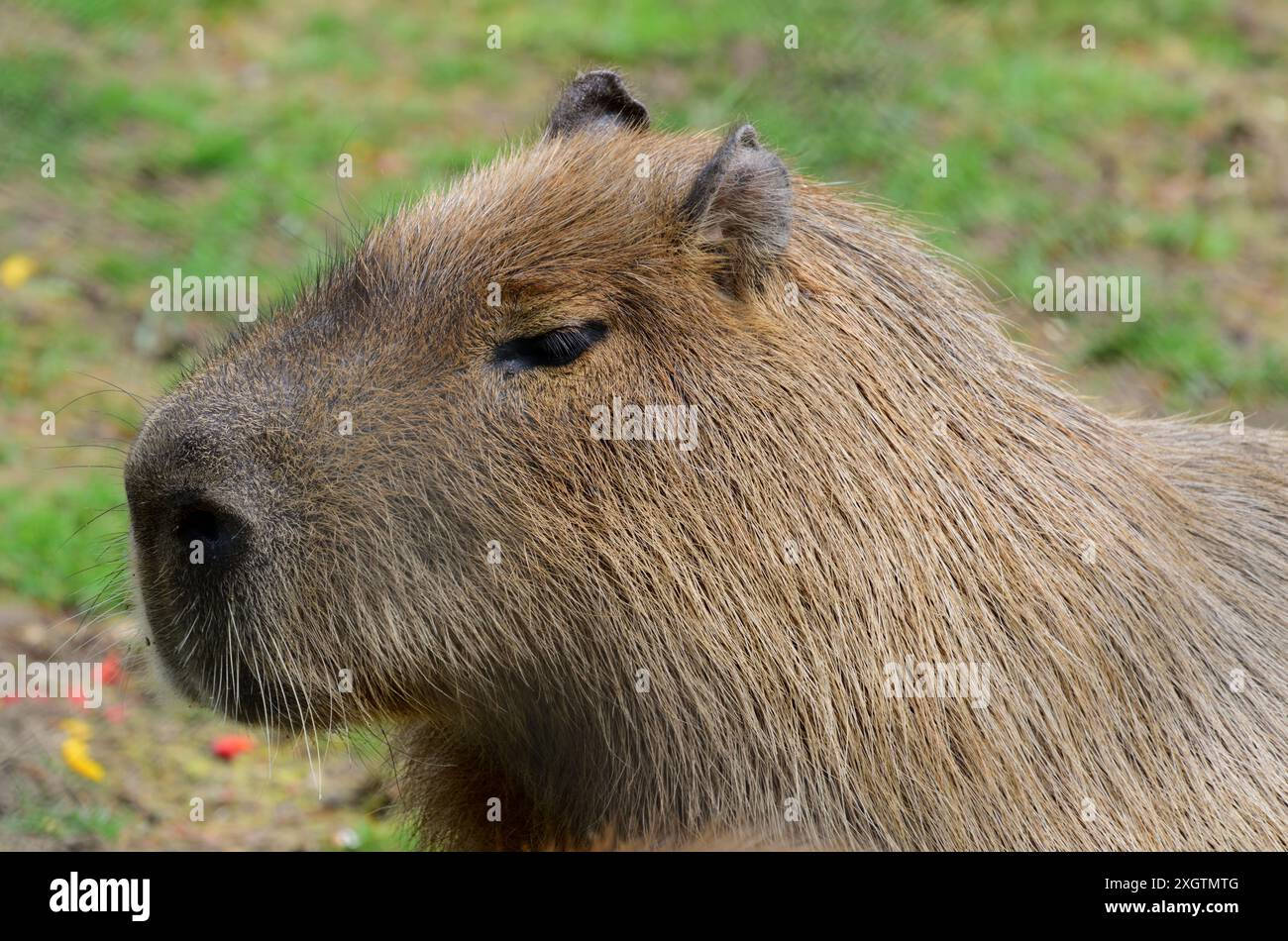 A capybara at Dartmoor Zoo Park in Devon Stock Photo - Alamy