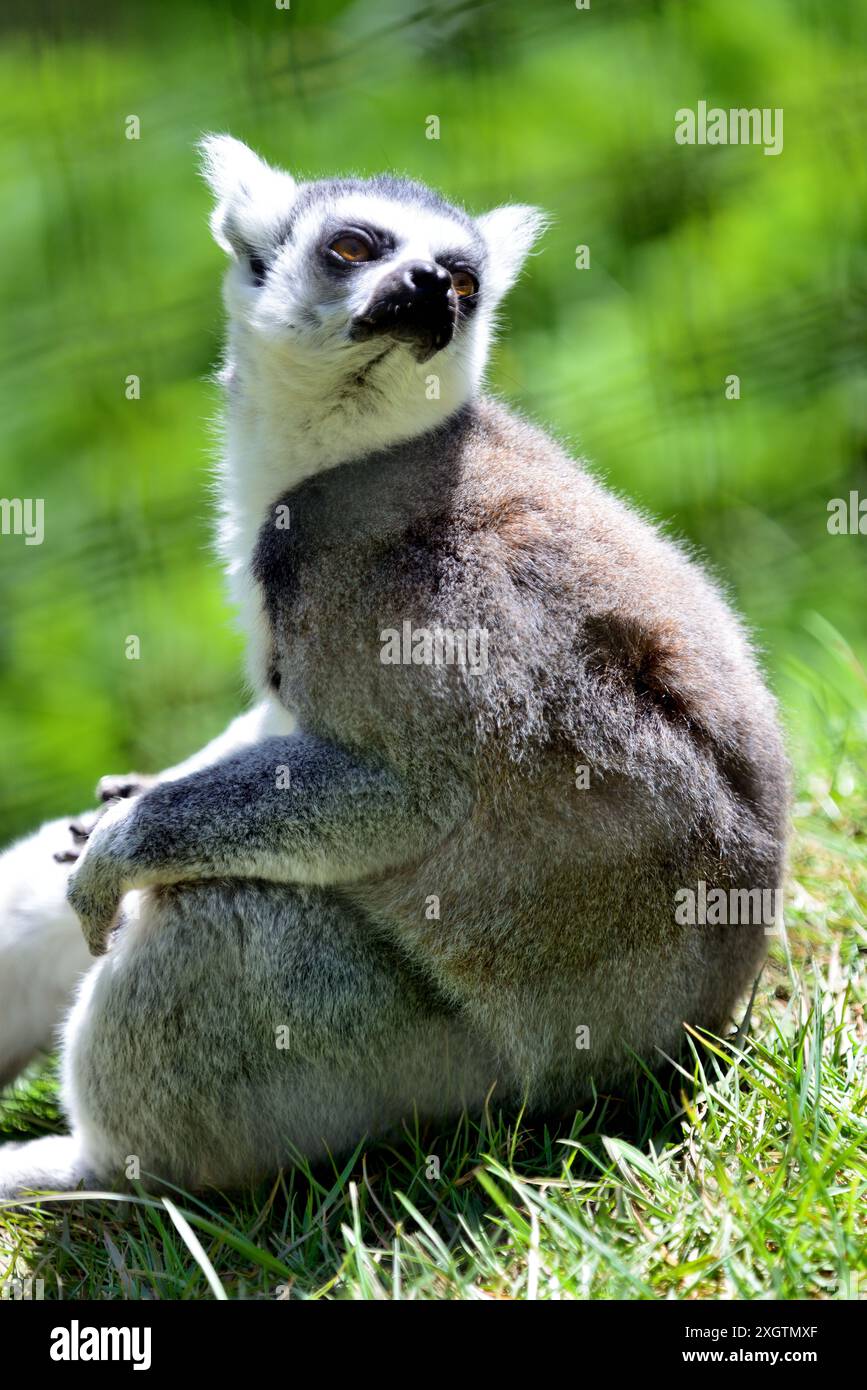 Ring tailed lemurs south hi-res stock photography and images - Alamy