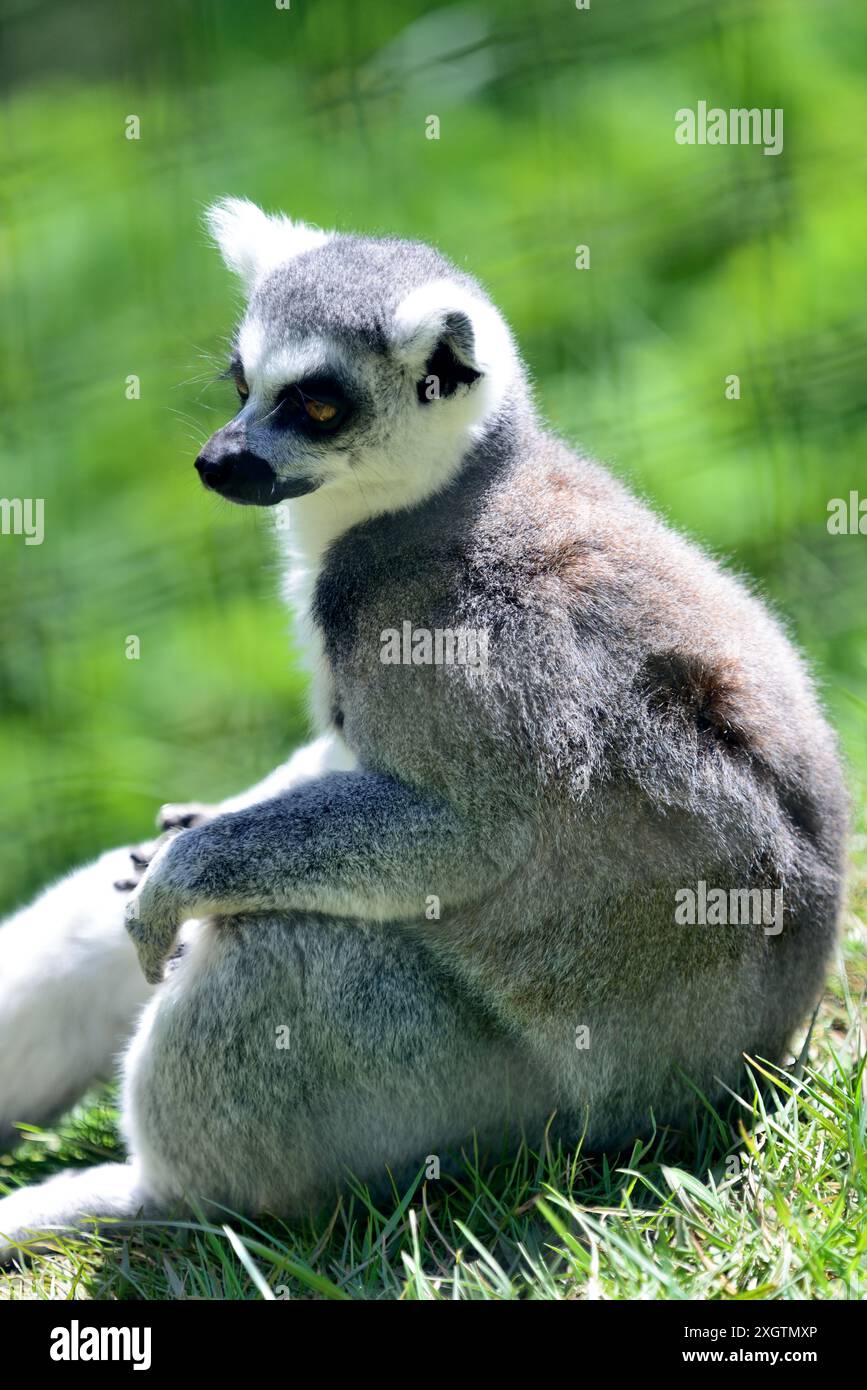 A male ring-tailed lemur at Paignton zoo in South Devon Stock Photo - Alamy