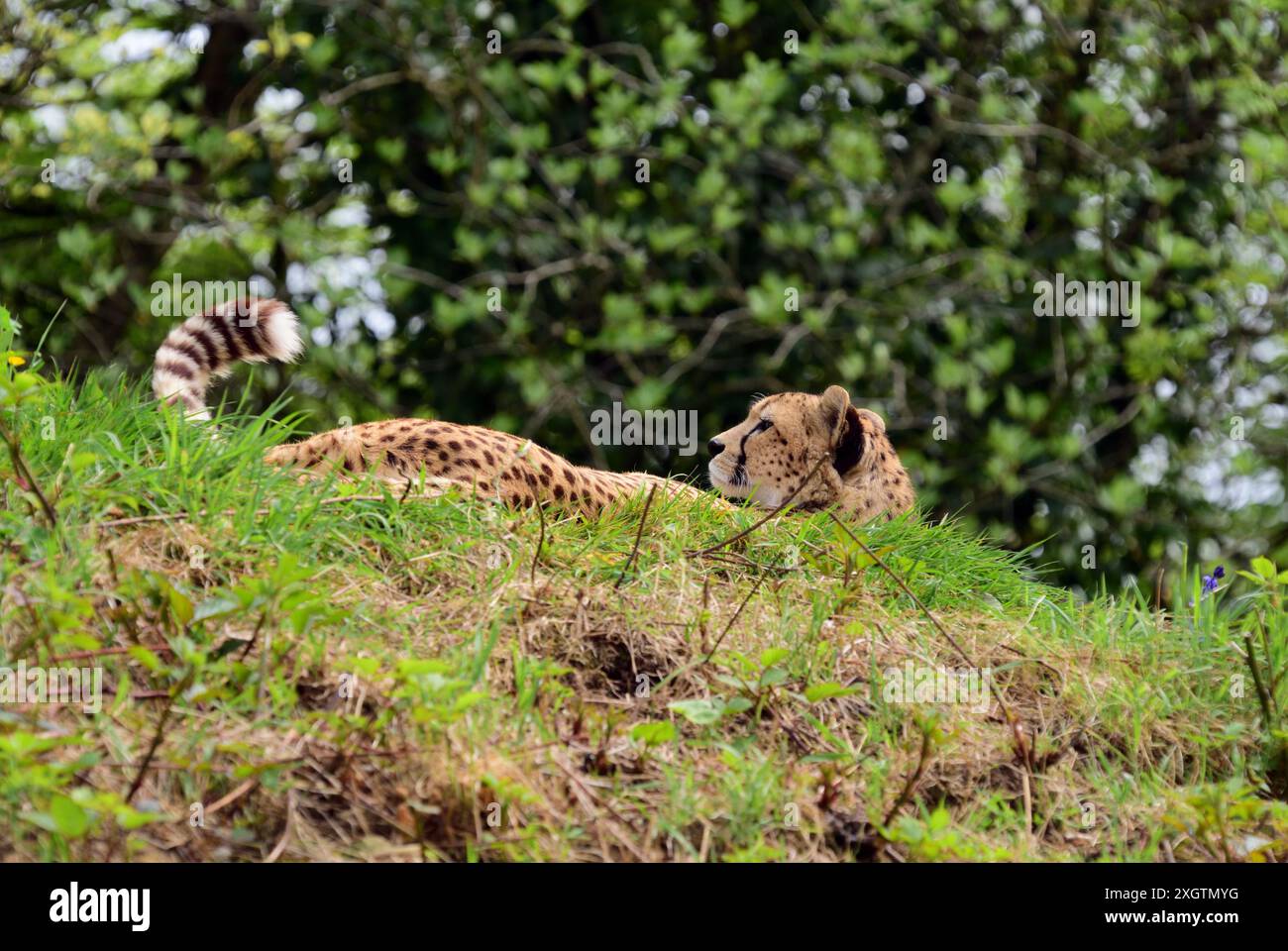 A male Northeast Cheetah at Dartmoor Zoo Park in Devon Stock Photo - Alamy