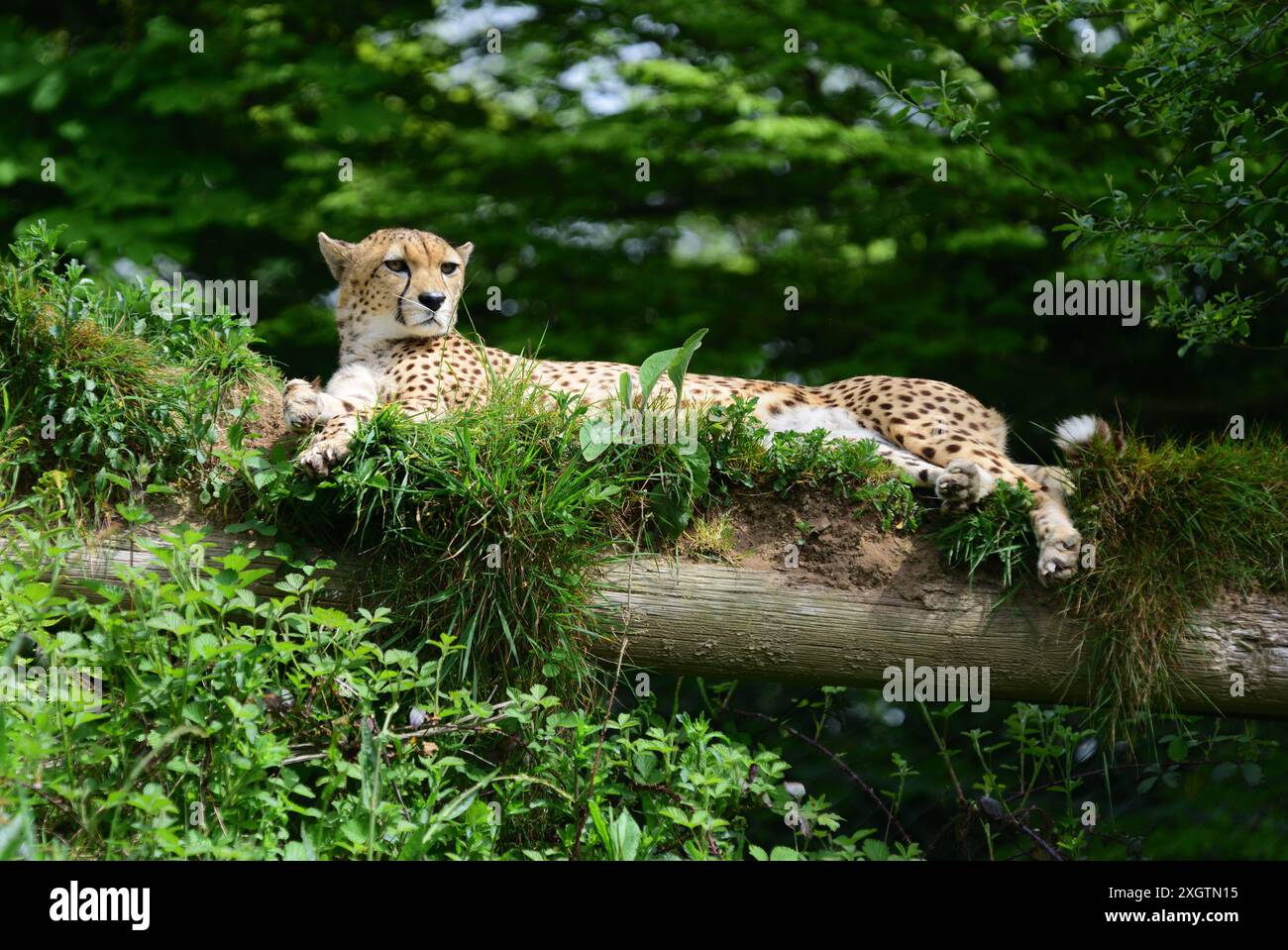 Northeast cheetah hi-res stock photography and images - Alamy
