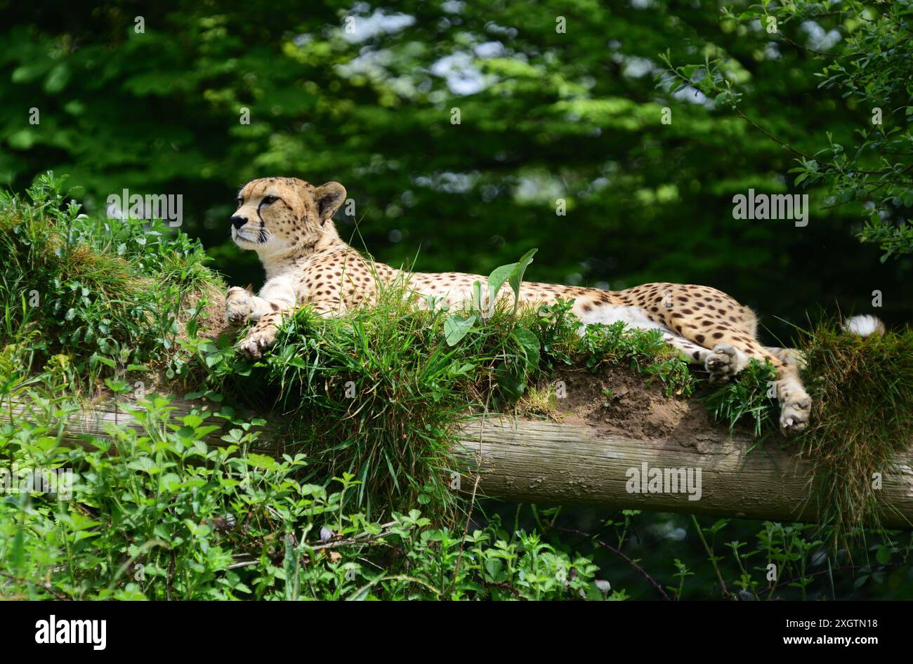 A male Northeast Cheetah at Dartmoor Zoo Park in Devon Stock Photo - Alamy