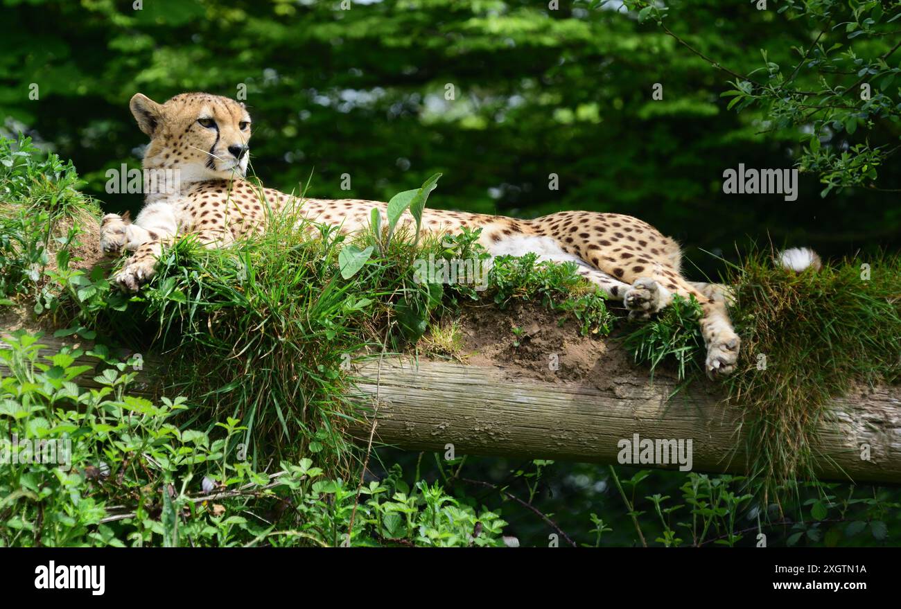 A male Northeast Cheetah at Dartmoor Zoo Park in Devon Stock Photo - Alamy