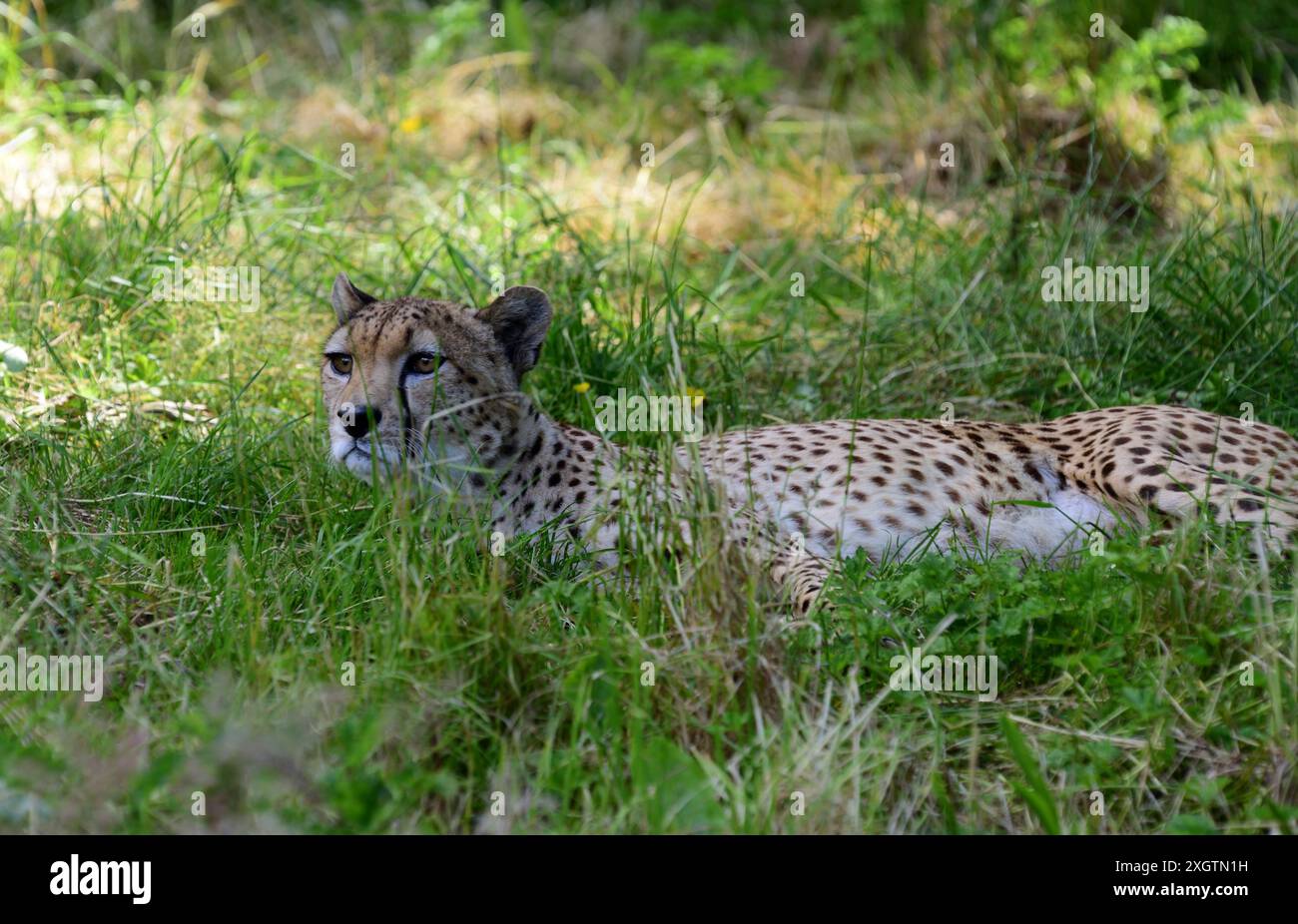 A male Northeast Cheetah at Dartmoor Zoo Park in Devon Stock Photo - Alamy
